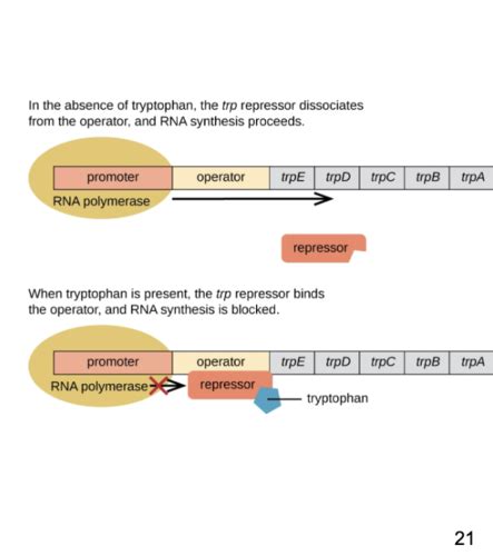 Transcription Flashcards Quizlet
