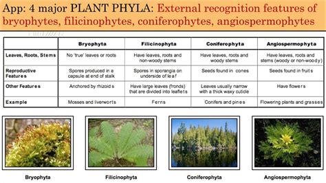 Ppt Understanding Biodiversity Classification And Its Importance In