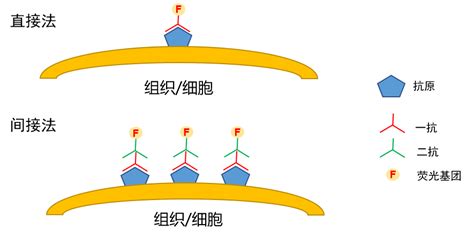 免疫荧光技术（immune Fluorescence）