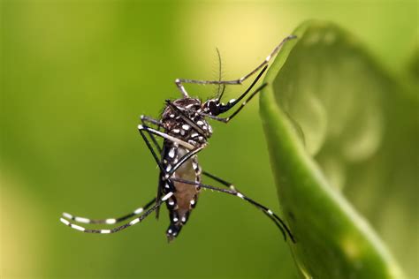 File Aedes Aegypti  Wikipedia