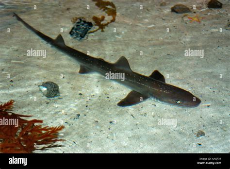 Gummy Shark