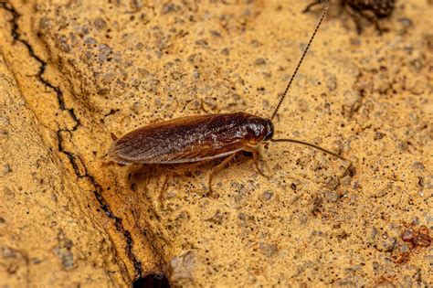 Premium Photo Adult Sand Cockroach