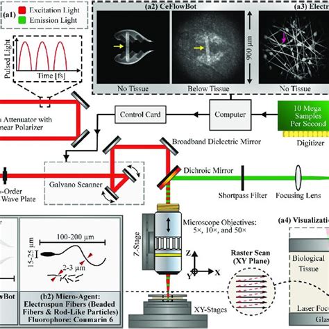Schematic Showing The Optical Layout Of The Two Photon Microscope Download Scientific Diagram
