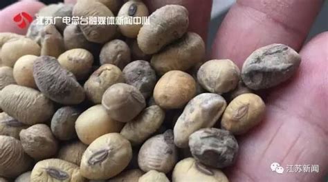 泡黄豆的水上漂霉斑，致癌的霉变黄豆加工后被销往荔枝网