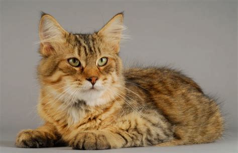 Frog Hollow Aussies And Pixie Bob Kittens 54 Off