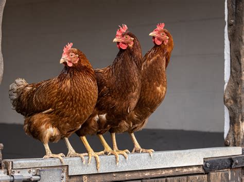All You Need To Know About Rhode Island Red Chickens Backyard Barnyard
