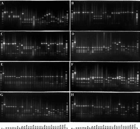 Figure 1 From Identi Cid 142 Cation Of Cyst Forming Nematodes Of The Genus Heterodera Nematoda