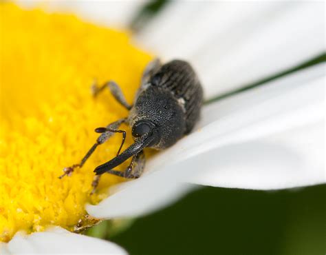 Zen Through A Lens Cute As A Bug