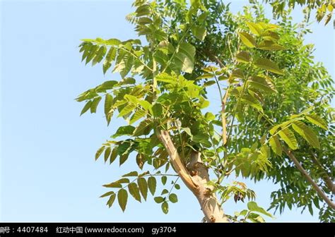香椿树高清图片下载 红动中国