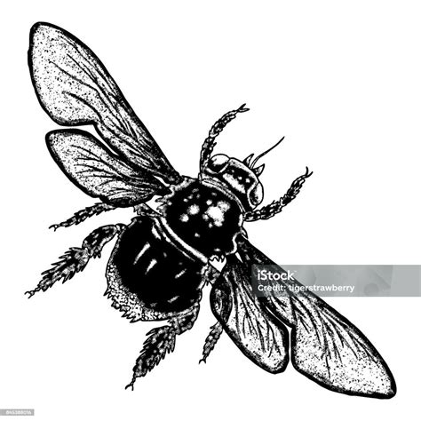 곤충 그리기 고립 된 꿀 꿀벌을 Stipple 화상 자국 및 해칭 음영 스타일 유행 자 수에 버그를 비행 벡터입니다 검은색에 대한 스톡 벡터 아트 및 기타 이미지 Istock