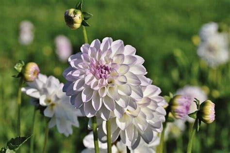 Dahlia Meaning And Symbolism Symbol Sage