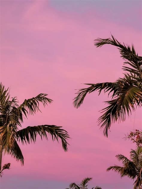 200 Pretty Pink Backgrounds