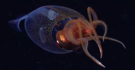 The Colossal Squid Mesonychoteuthis Hamiltoni Caught For The First