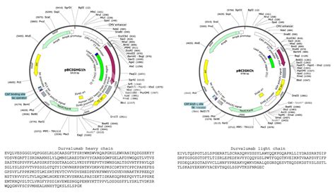 Durvalumab Biosimilar Antibody Bicell Scientific®