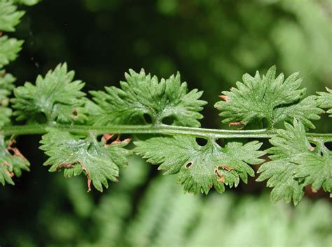Athyrium Filix Femina Athyriaceae