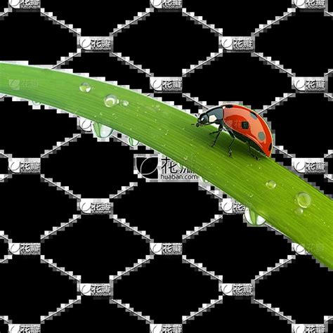 二十四节气惊蛰实景植物七星瓢虫昆虫组合元素素材素材 花瓣网