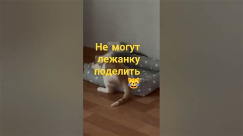 Два милых идиота Youtube