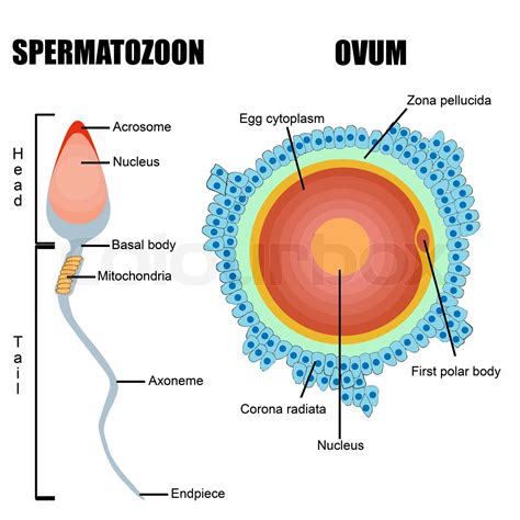 Structure Of Human Gametes Egg And Sperm Stock Vector Colourbox