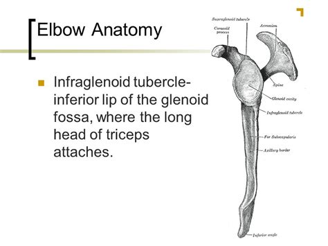 Infraglenoid Tubercle