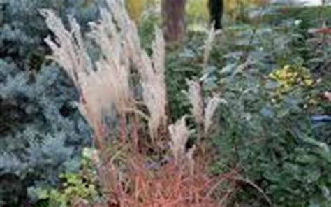Little Miss Miscanthus 1 Gallon Shrub Groundcover Ornamental Grass Perennial Perennial