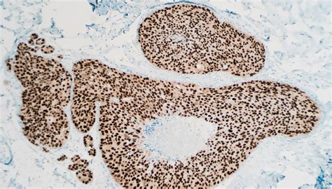 Health Monitoring Histology And Pathology
