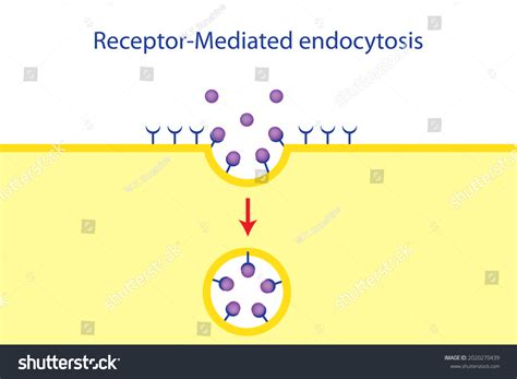 Receptor Mediated Endocytosis Diagram Endocytosis Worksheet By Midwest