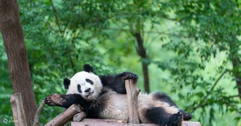 Chengdu Research Base Of Giant Panda Breeding Half Day Tour Chinese And English Tour Guide