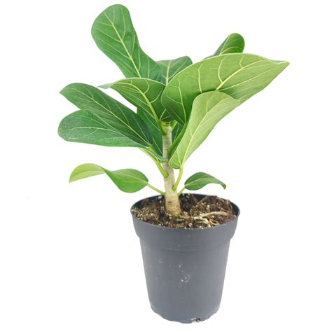 Ficus Audrey Indoor Plant For Sale Best Houseplants For Beginners Succulents Box