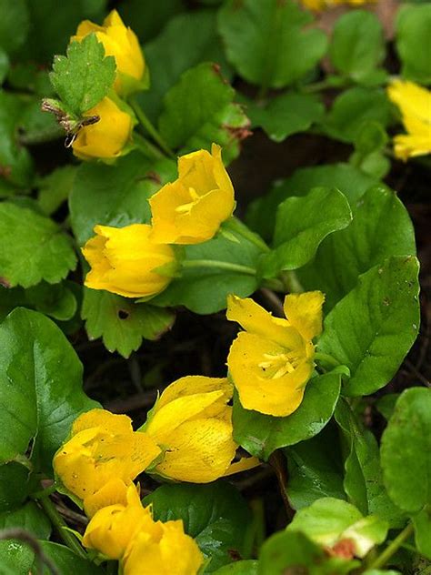Creeping Jenny Flowers Perennials Backyard Flowers Creeping Jenny