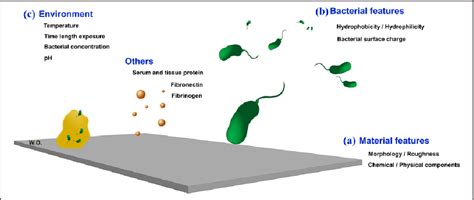 Figure 3 From Antibacterial Surface Modification Of Titanium Implants In Orthopaedics Semantic