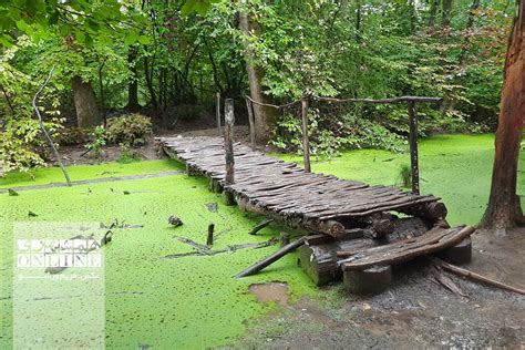 تصاویر زیبای مرداب سراوان ؛ دریاچه‌ای رویایی در دل گیلان اینجا فرشی سبز روی آب پهن است