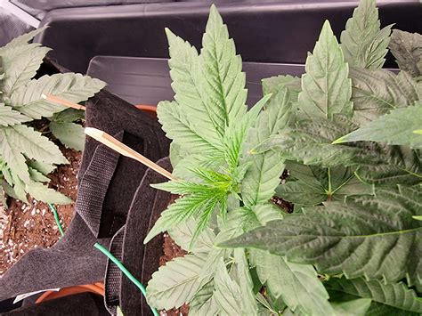 Yellow Tips Grow Question By Leafy420 Growdiaries