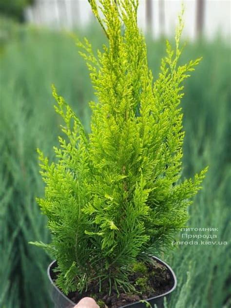 Кипарисовик Лавсона Ивонне Купить Киев цена фото описание Кипарисовика ...