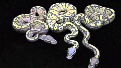 Ball Python Wallpapers Top Free Ball Python Backgrounds Wallpaperaccess