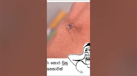 মশার কান্ড দেখুন Youtube