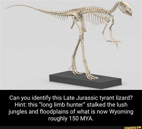 Can You Identify This Late Jurassic Tyrant Lizard Hint This Long