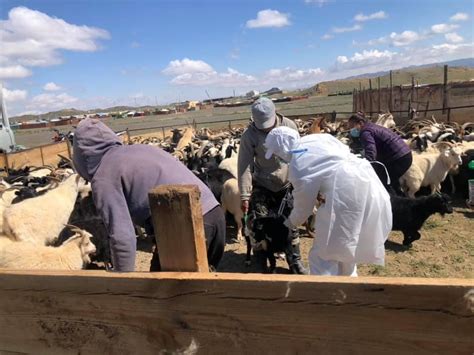 БОГ МАЛЫН МЯЛЗАН өвчний урьдчилан сэргийлэх вакцинжуулах арга хэмжээ зохион байгууллаа