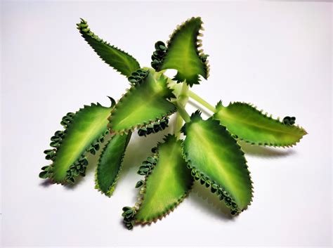 Bryophyllum Pinnatum Kalanchoe Pinnata Leaves Isolated On White