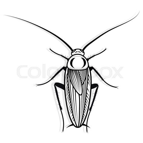 Cockroach Sketch At Explore Collection Of