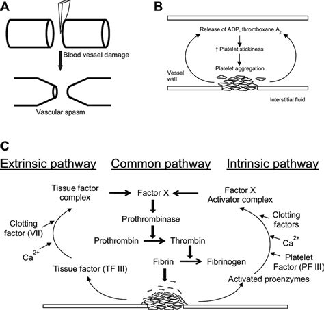 Hemostasis Explained At Frances Chavez Blog