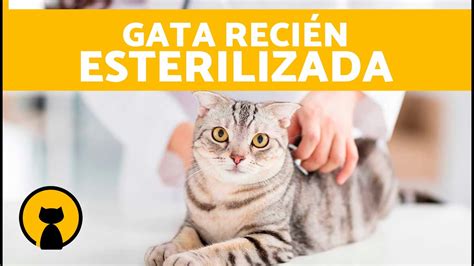 Cuidados De Una Gata Esterilizada 🐱 Alimentación Curas De La Herida