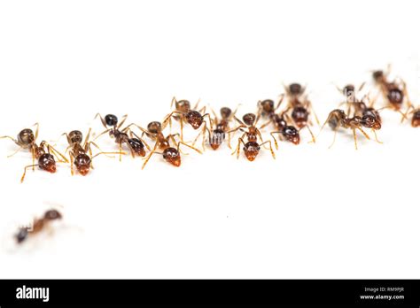 Pheidole Megacephala Coastal Brown Ants Are Common Kitchen Pests In