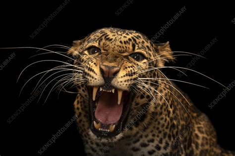 Javan Leopard Stock Image C059 9094 Science Photo Library