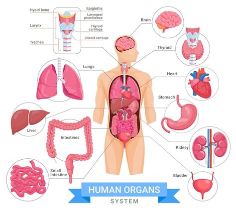 Ilustraciones De Human Organ System Vector Premium