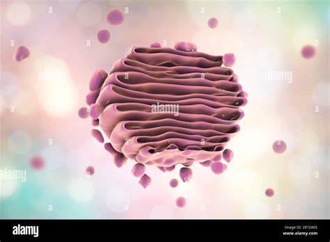 Computer Artwork Of The Golgi Apparatus Of The Human Cell This Organelle Functions As A Central