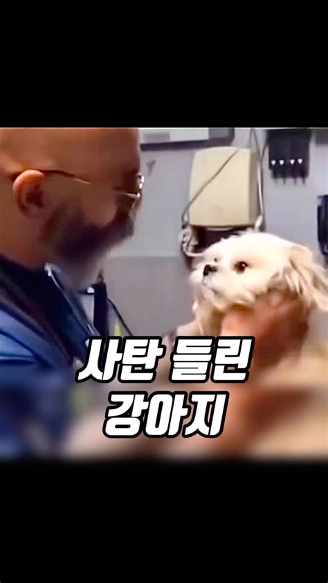 ㅋㅎ유머 정확히 너무 잘 뛰어서 놀람 원숭이 인류 릴스 유머 Instagram