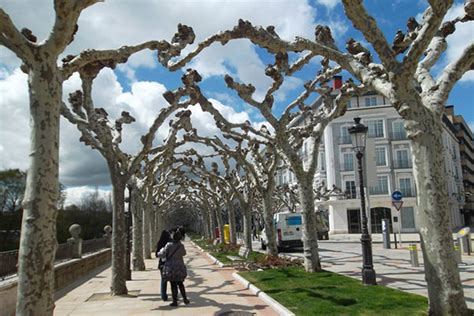 30 Tree Tunnels That Will Take Your Breath Away Hongkiat 30 Tree Tunnels That Will Take Your Breath Away Hongkiat