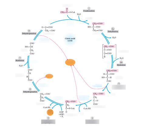 TCA Cycle Diagram Quizlet