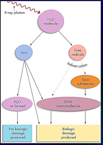 Radiation Biology Chp 7 Flashcards Quizlet