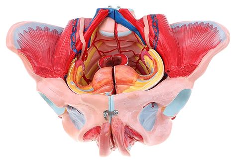 Organ Model Product Medical Anatomical Female Pelvis Model With
